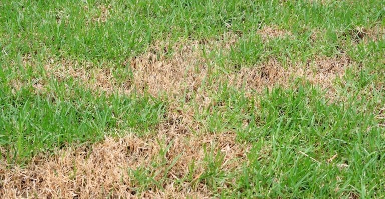 How and When to Kill Lawn Grubs - LawnGuru