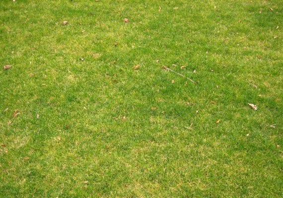 Why Is My Grass Turning Yellow and How To Fix It? - LawnGuru Blog