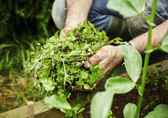 How to Properly Weed Whack Your Lawn
