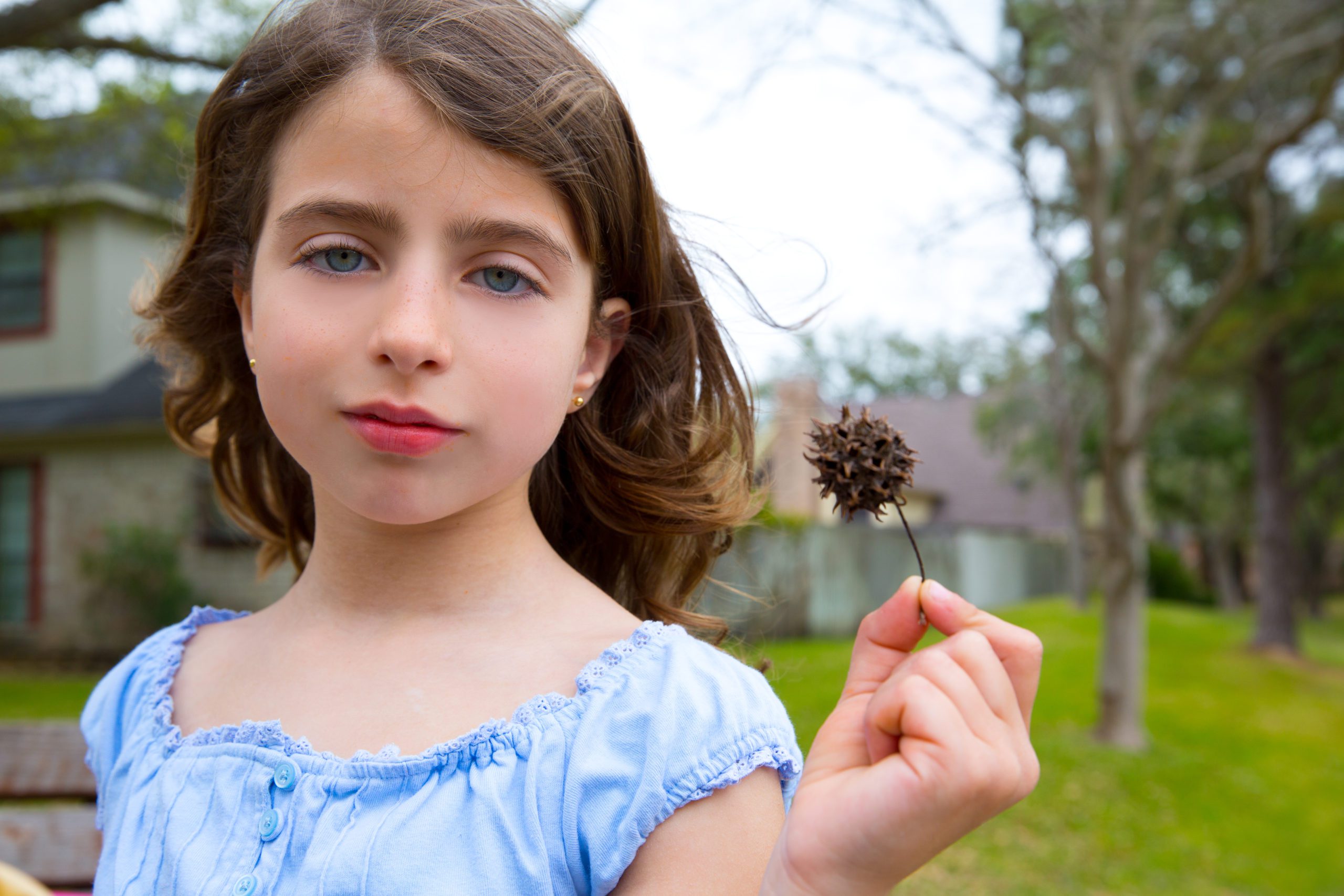 How to Remove Sweetgum Balls from Your Lawn