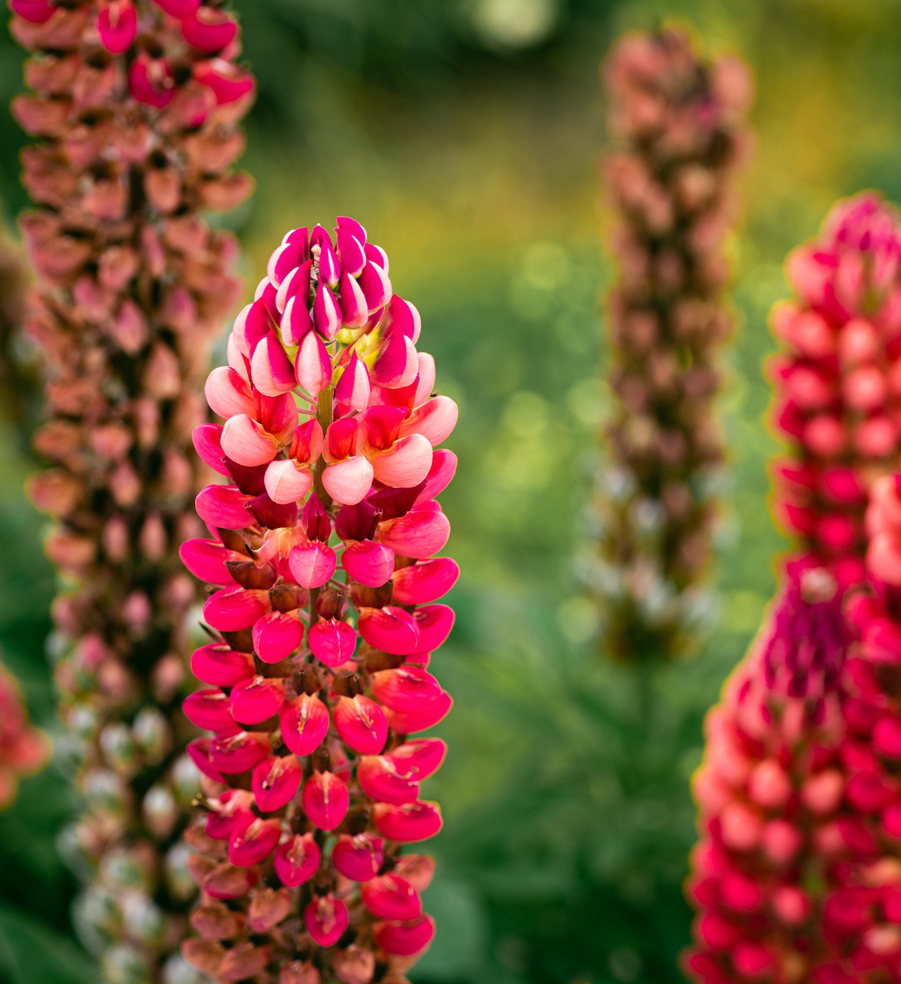 Best Michigan Native Plants for Landscaping