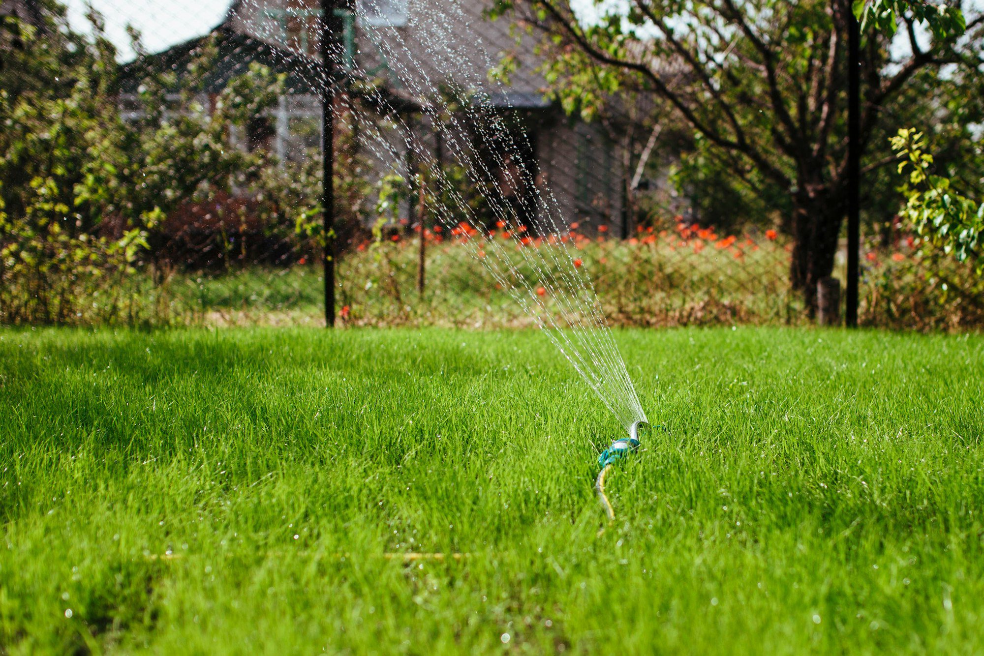 Best Time to Water Lawn in Texas | LawnGuru