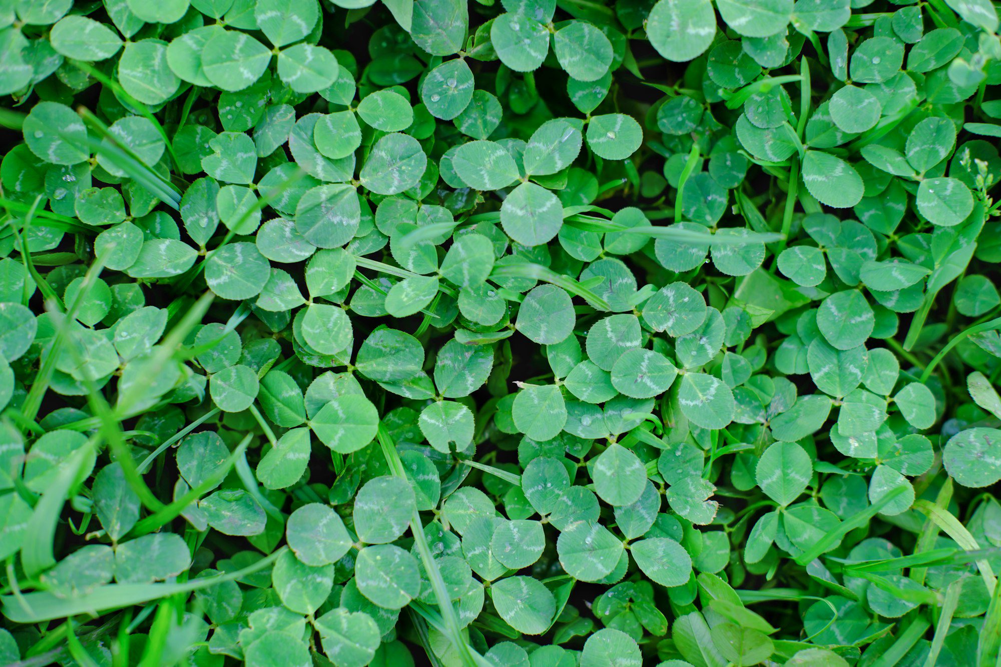 Is a Clover Lawn Right for You? Pros and Cons