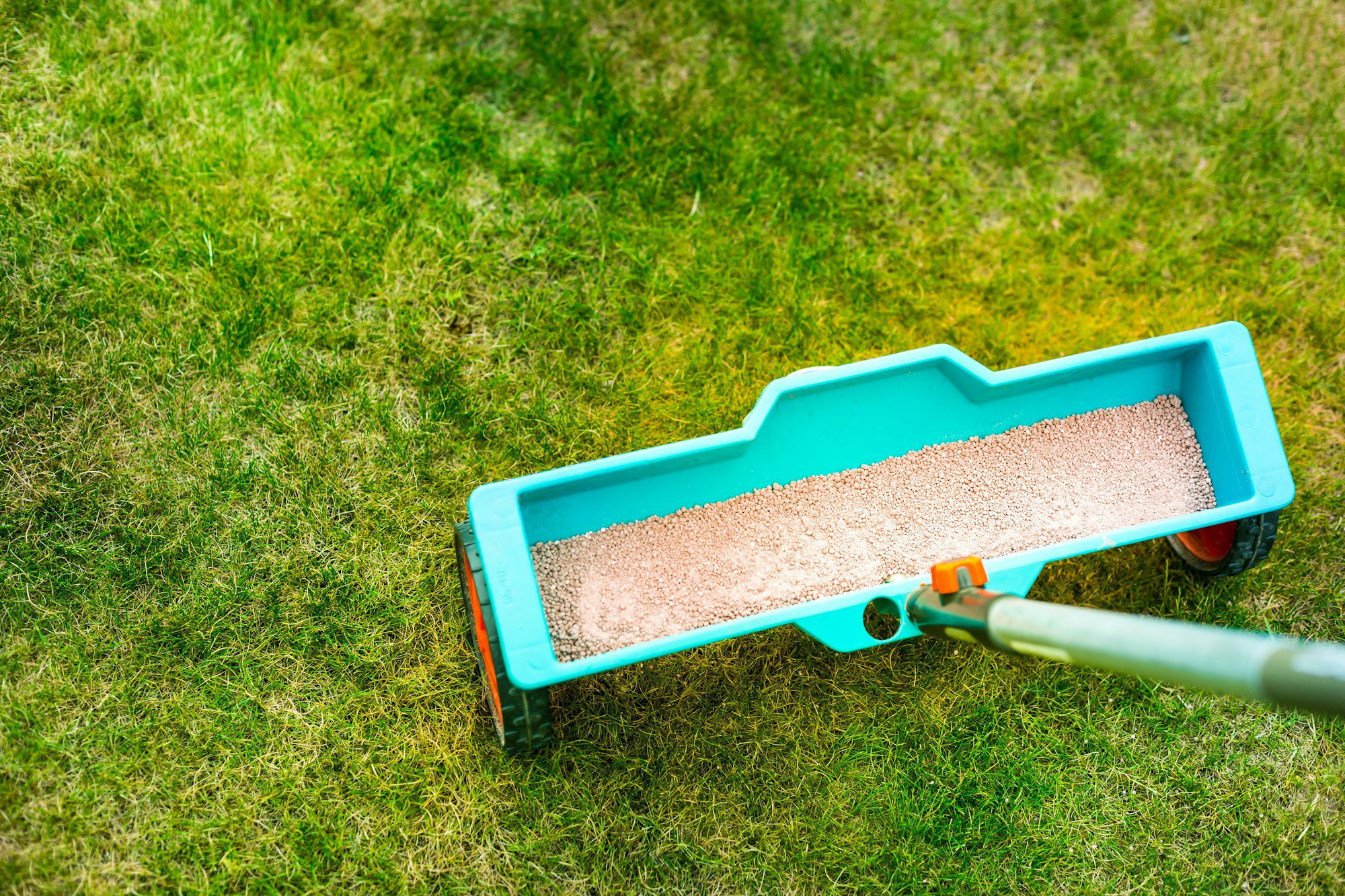 What Is Thatch and How to Dethatch a Lawn - LawnGuru Blog