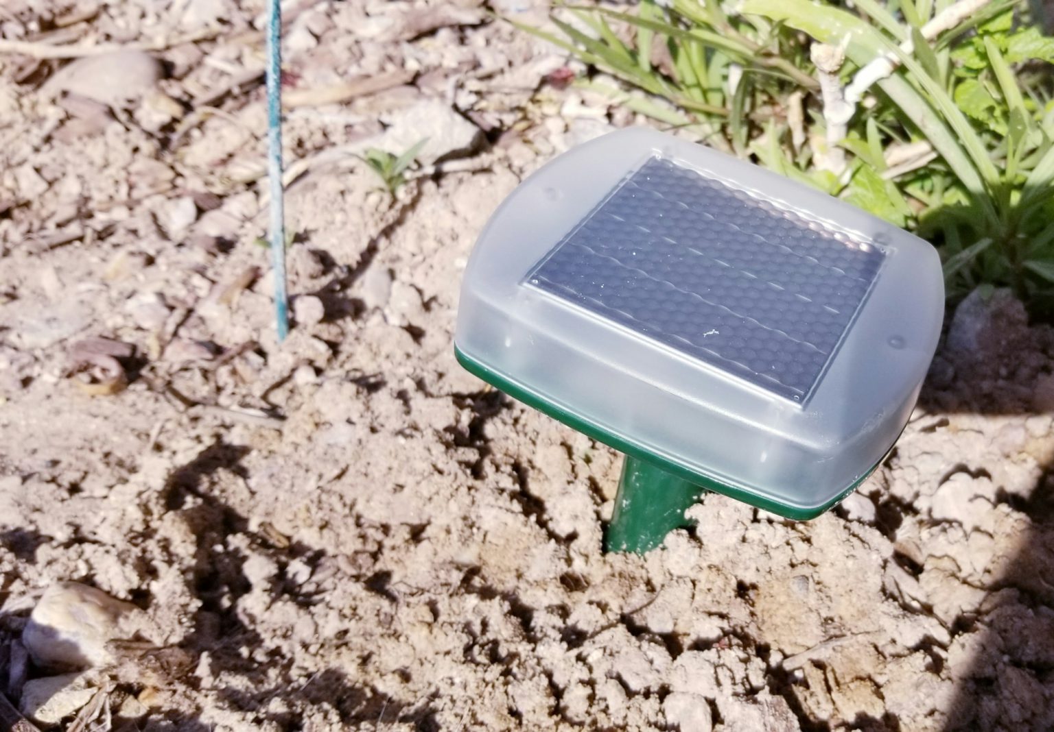 How to Get Rid of Moles in Your Yard - LawnGuru