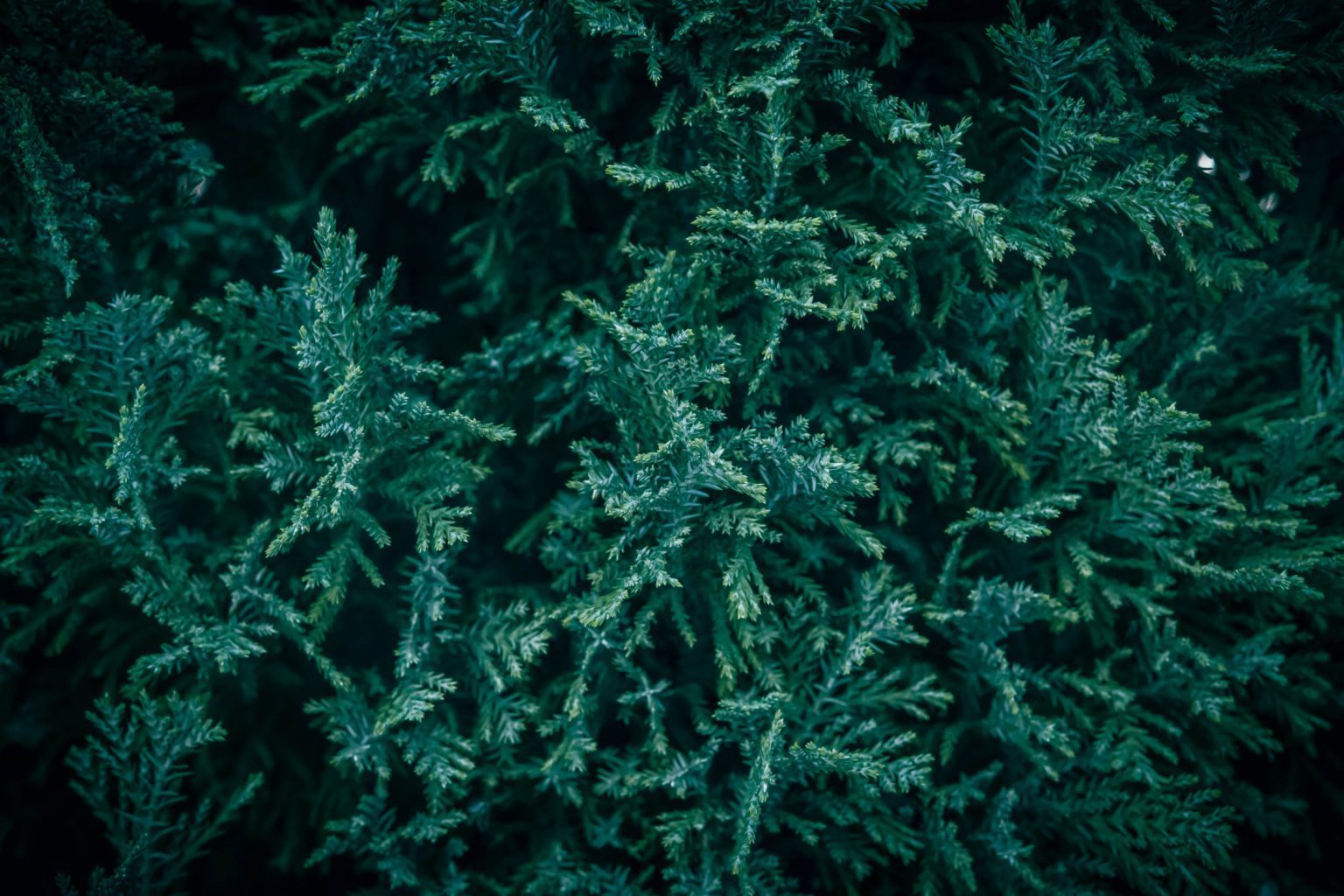 Tree and Shrub Care Steps - LawnGuru Blog