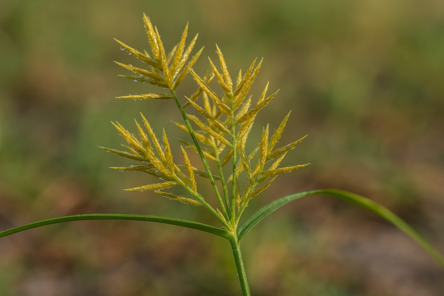 Top 15 Most Common Lawn Weeds in Texas