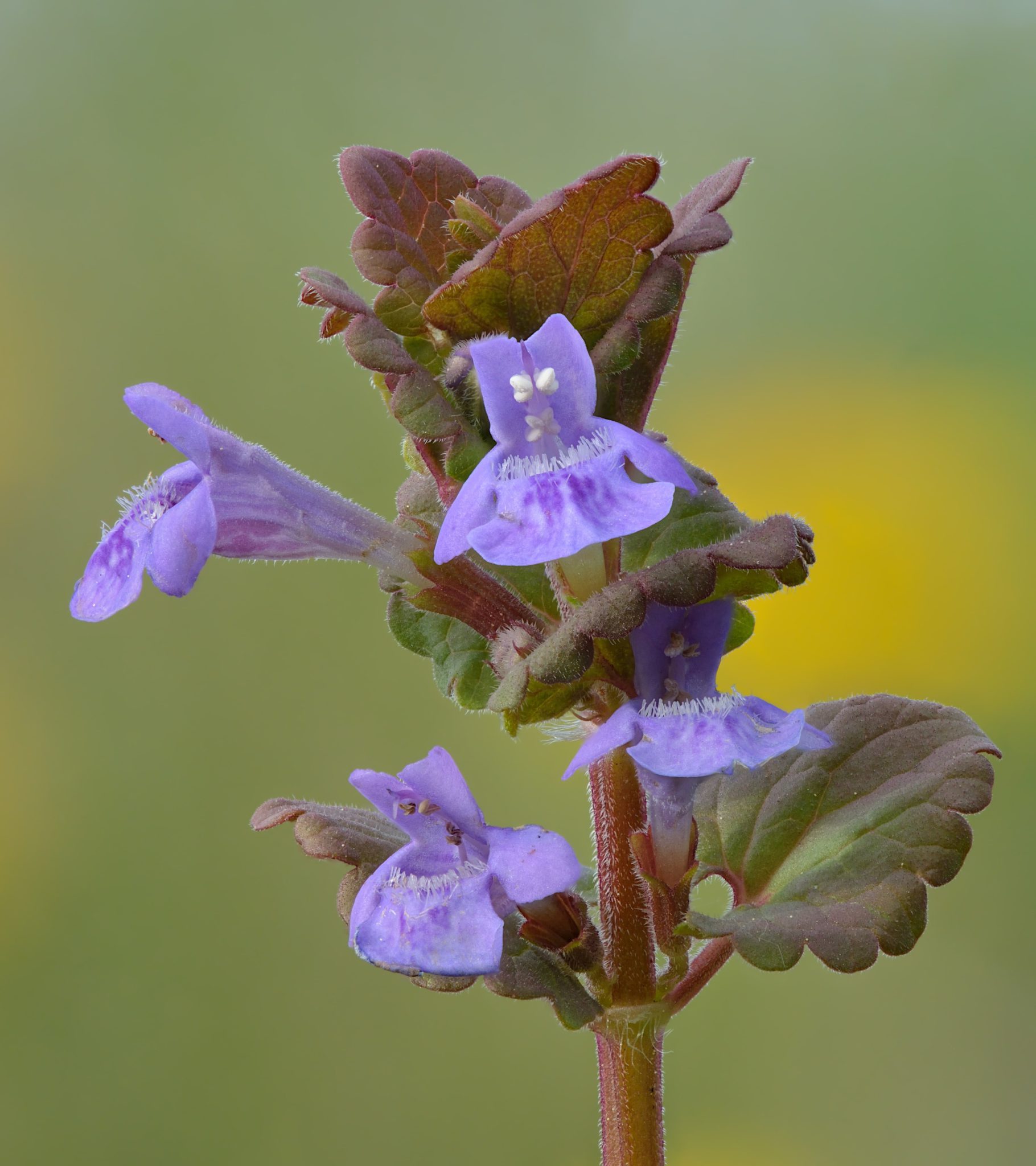 Common Types of Weeds in Illinois - LawnGuru Blog