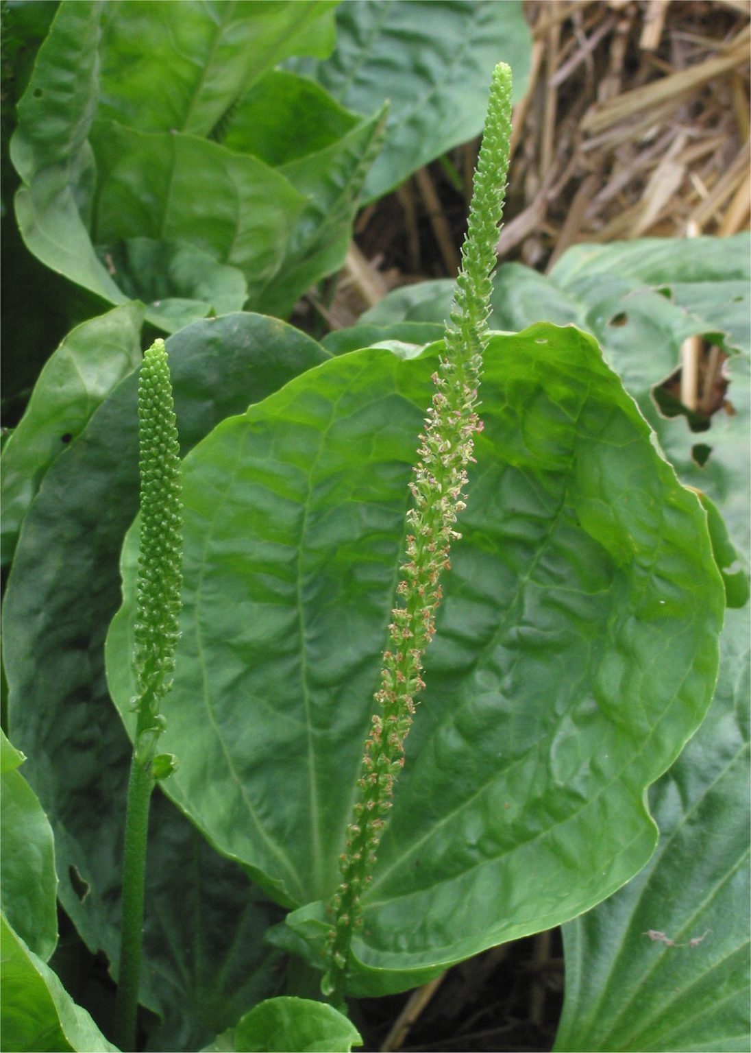 Common Weeds in Michigan Lawns