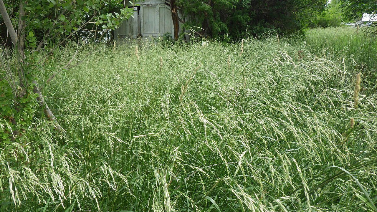 Best Grass Seed for Ohio