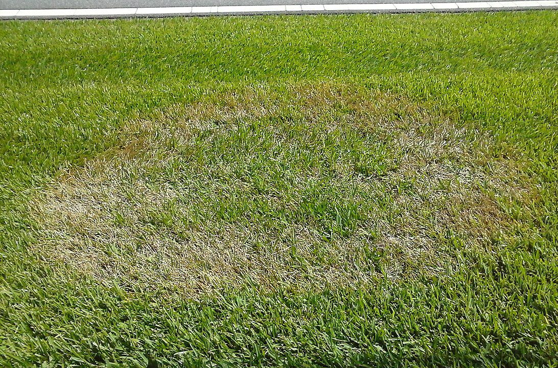 How to Identify and Repair Grub Damage in Your Lawn - LawnGuru Blog