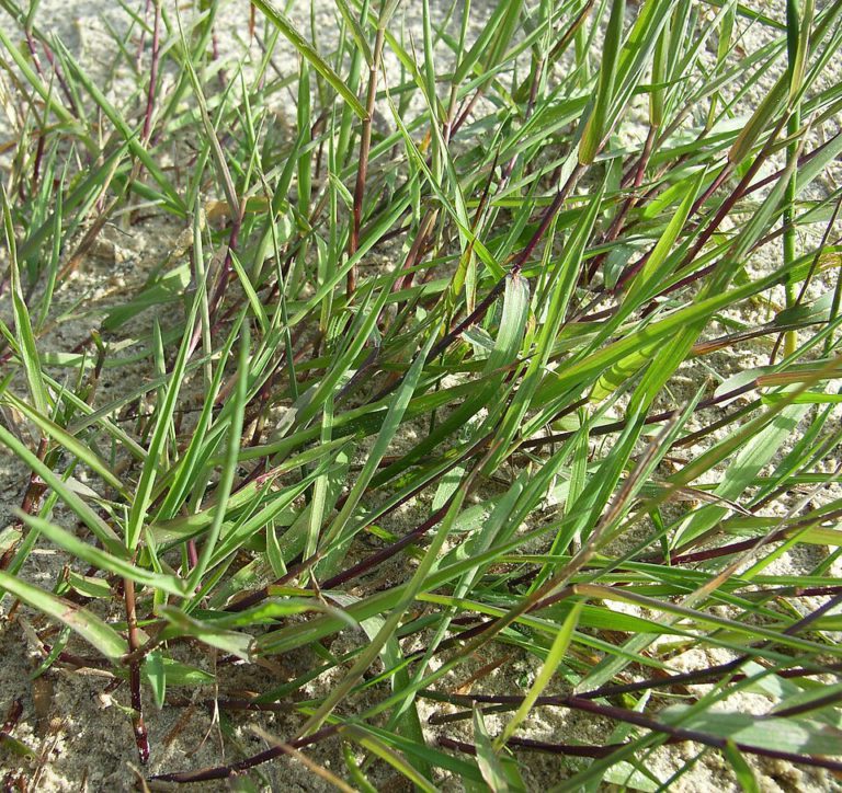 Types of Grassy Weeds and How to Control Them