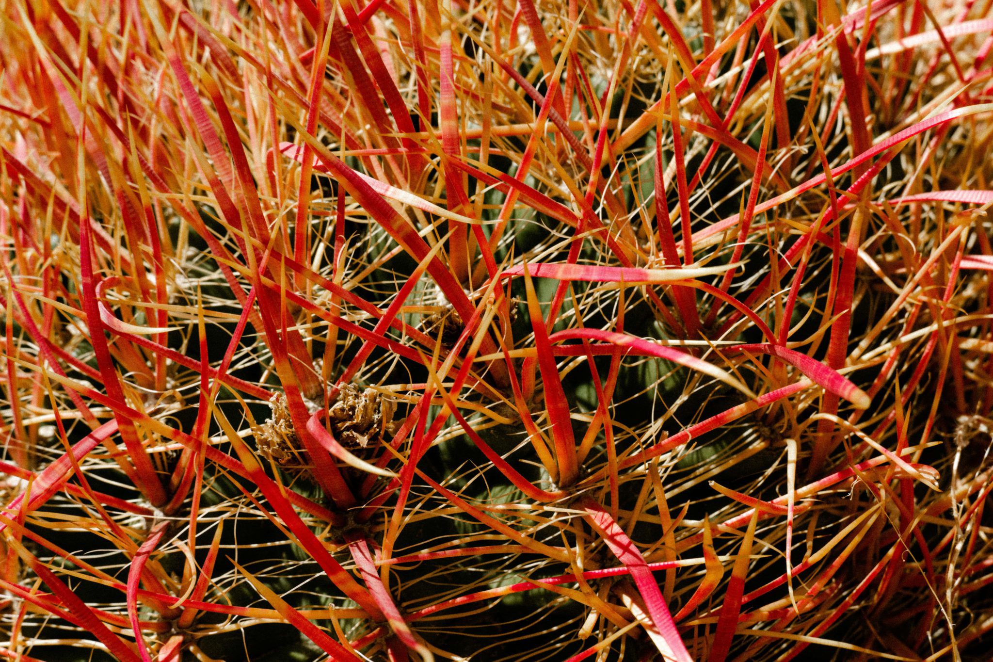 Common Lawn Diseases and Grass Fungus Types