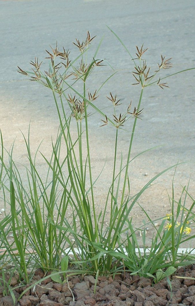 What Is Sedge Grass and Nutsedge?