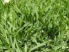 Florida Grass Types - LawnGuru Blog