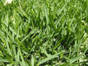 Florida Grass Types - LawnGuru Blog