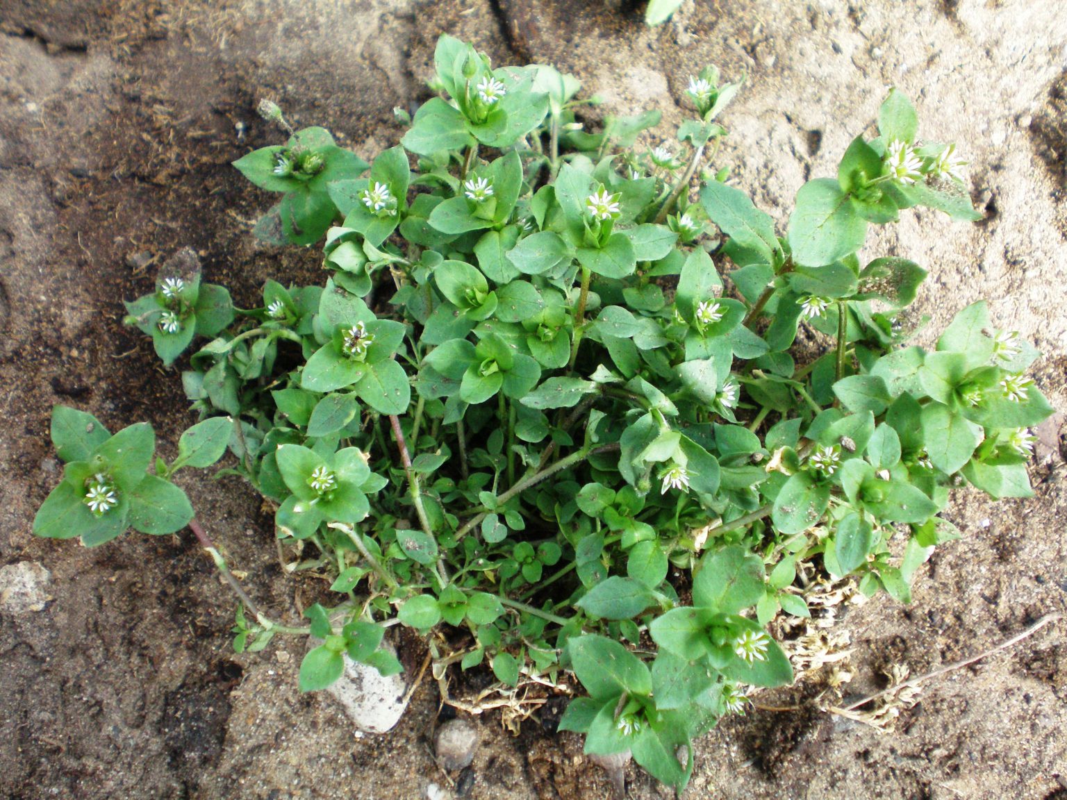 How Do You Identify and Control Broadleaf Weeds? - LawnGuru Blog