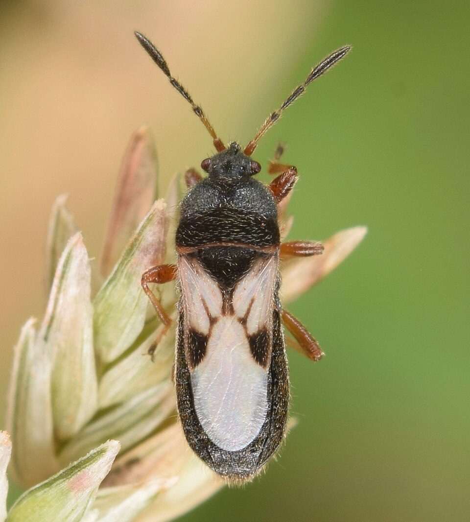 How to Spot and Stop Chinch Bugs Before They Ruin Your Lawn